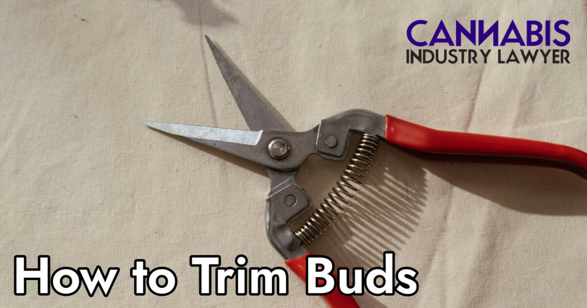 Wet Trim or Dry Trim Marijuana - How to Trim Cannabis - how to do it all.