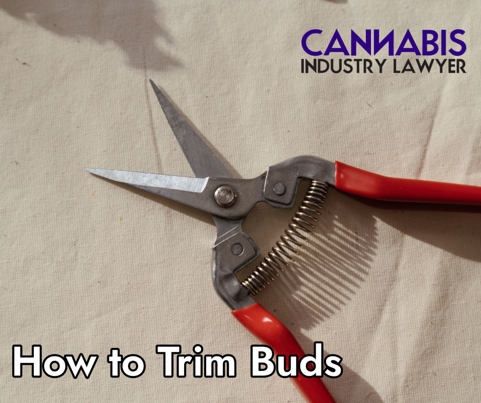 Wet Trim or Dry Trim Marijuana - How to Trim Cannabis - how to do it all.
